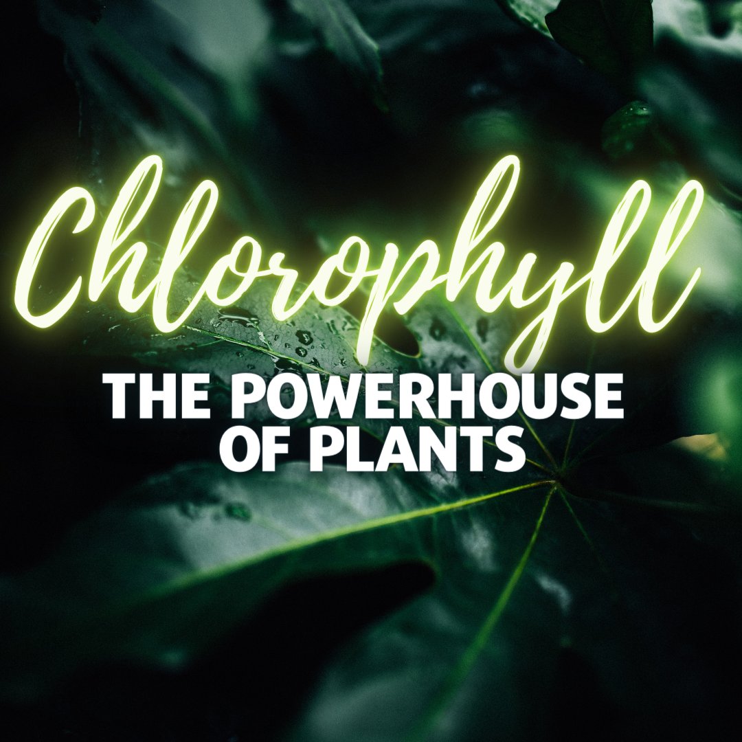 The Lifeblood of Plants: Harnessing the Power of Chlorophyll for Healt ...